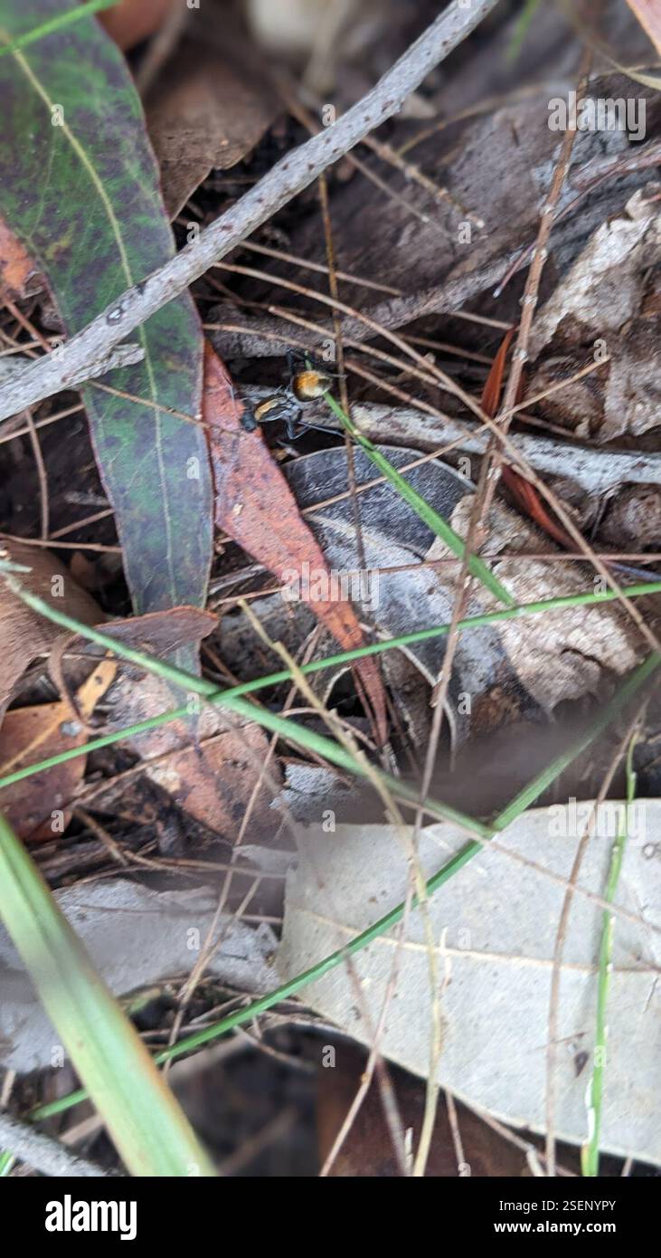 Golden-tailed Spiny Ant (Polyrhachis ammon), Insecta, Lake Macquarie ...