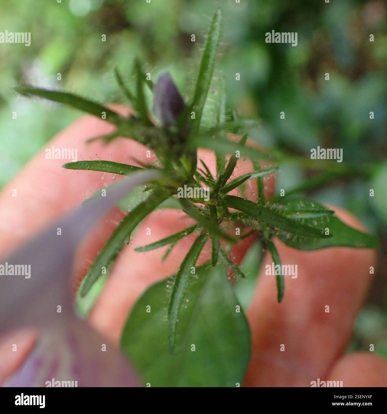 (Isoglossa cooperi), Plantae, Mgangeni, Maphephetha, South Africa ...