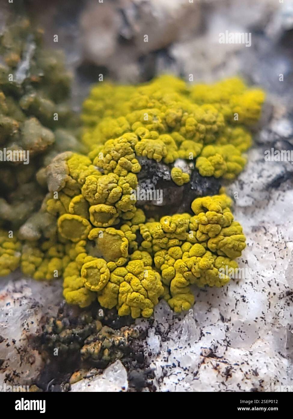 cobblestone lichens (Acarospora), Fungi, Maricopa County, US-AZ, US ...