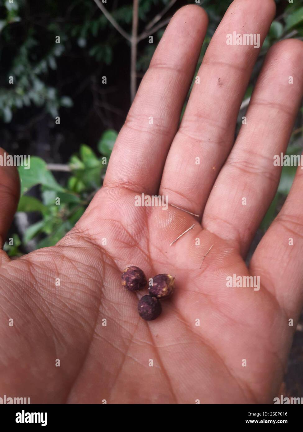 Indian Rock Fig (Ficus arnottiana), Plantae, Pakkamalai R.F Stock Photo ...