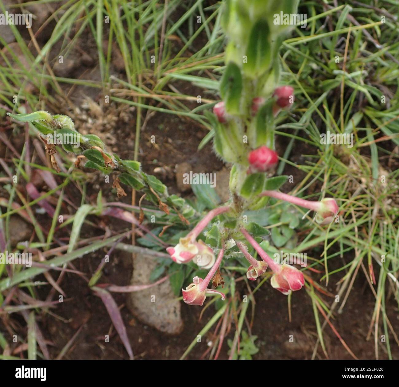 Short-tube Drumsticks (Zaluzianskya microsiphon), Plantae, Highmoor ...