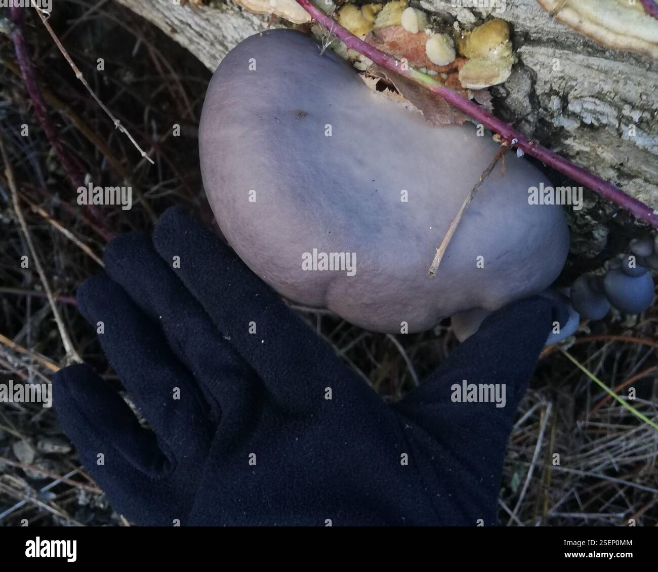 Oyster Mushroom (Pleurotus ostreatus), Fungi, Sachsen-Anhalt, DE ...