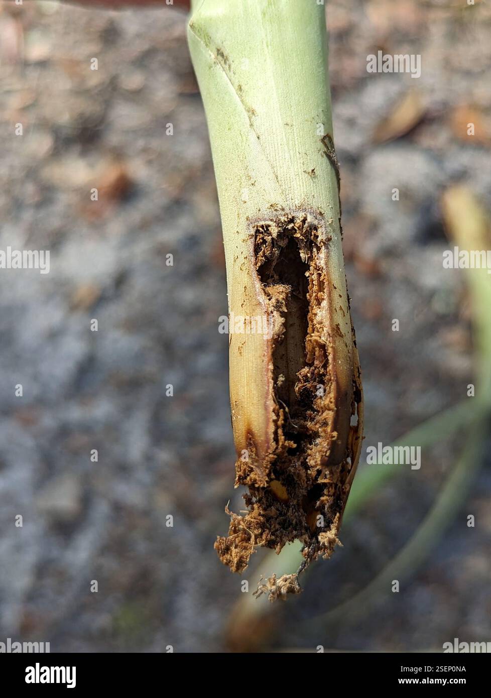 Mexican Bromeliad Weevil (Metamasius callizona), Insecta, PT ORANGE, FL ...