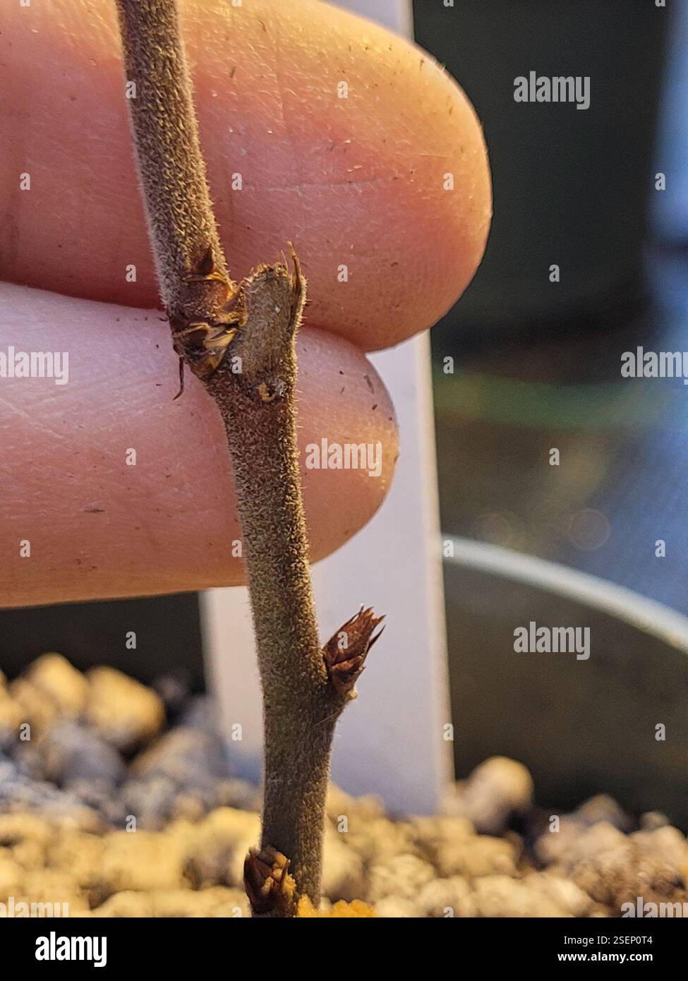 Blueberry Tip Borer Moth (Hendecaneura shawiana), Insecta, Ohio, US, V ...