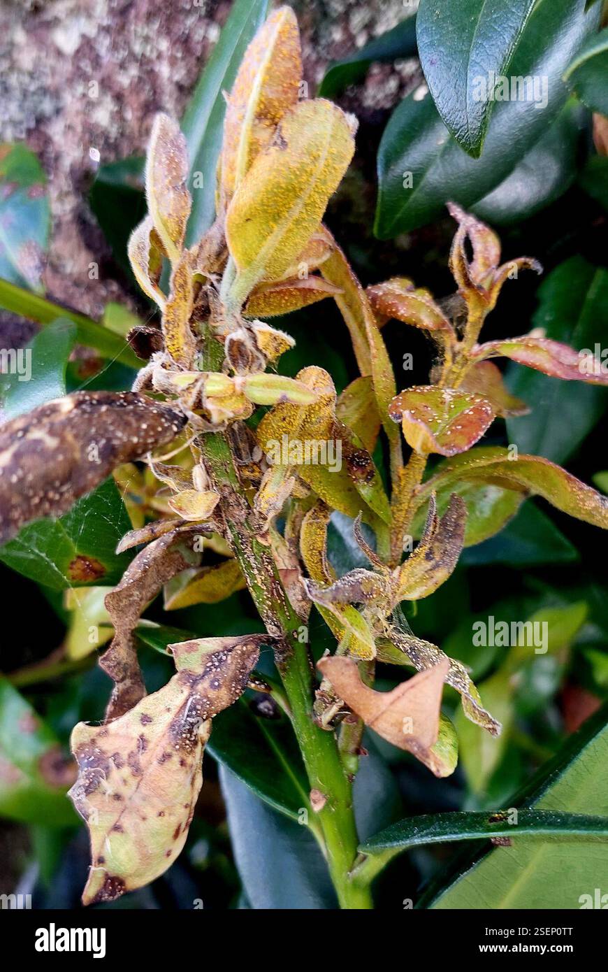 Myrtle Rust (Austropuccinia psidii), Fungi, Auckland, Mt Albert, Unitec ...