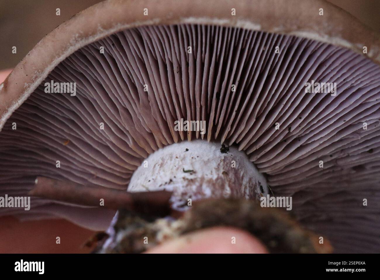 Blewit (Collybia nuda), Fungi, Eugene, OR, USA, Picture 6 shows ...