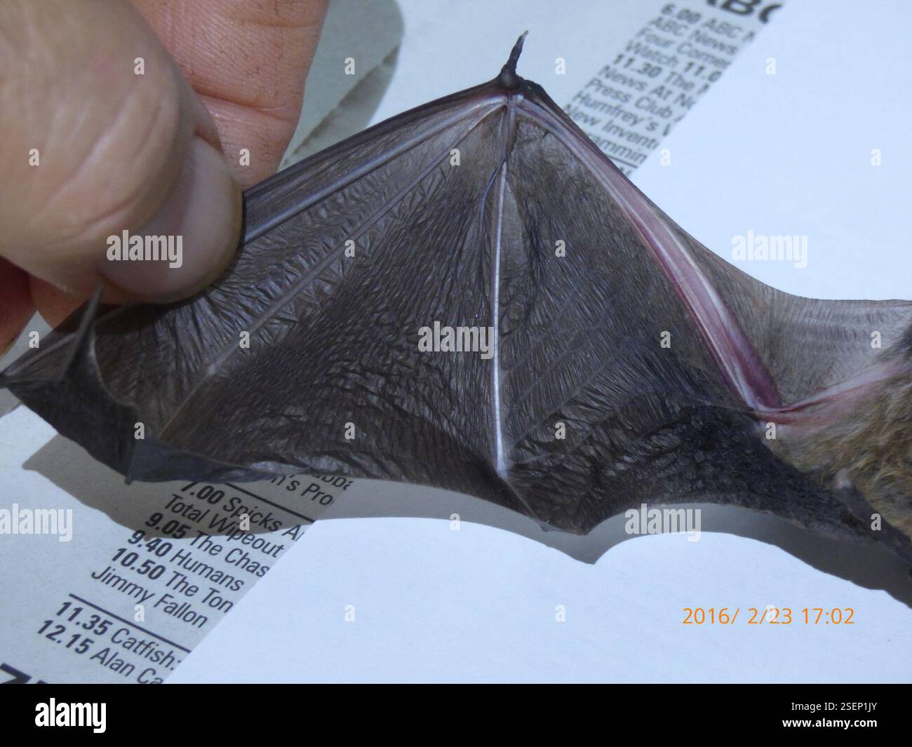 Gould's Wattled Bat (Chalinolobus gouldii), Mammalia, Montacute SA 5134 ...