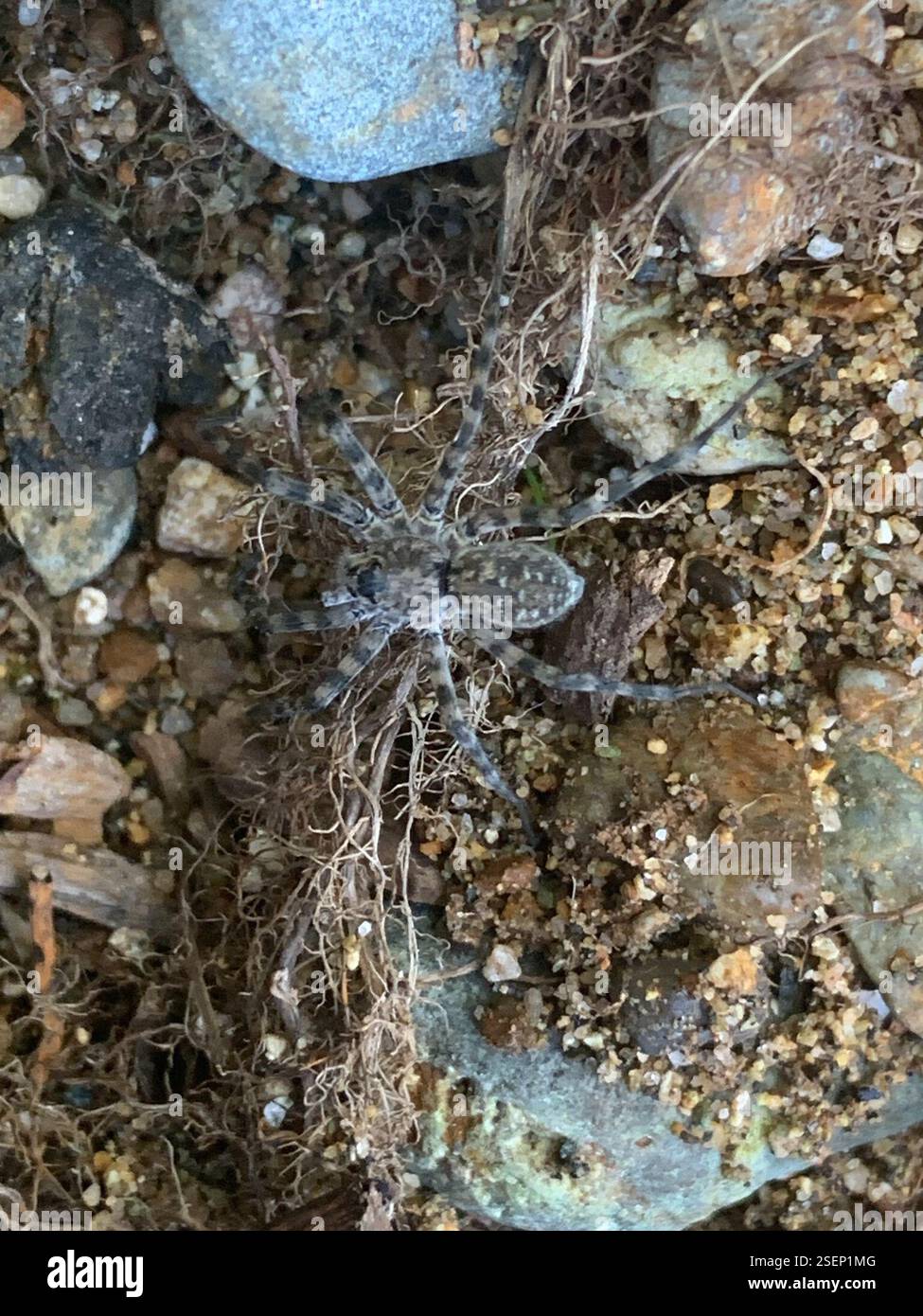 Wolf Spiders (Lycosidae), Arachnida, Beale Afb, CA, US, Under rocks in ...