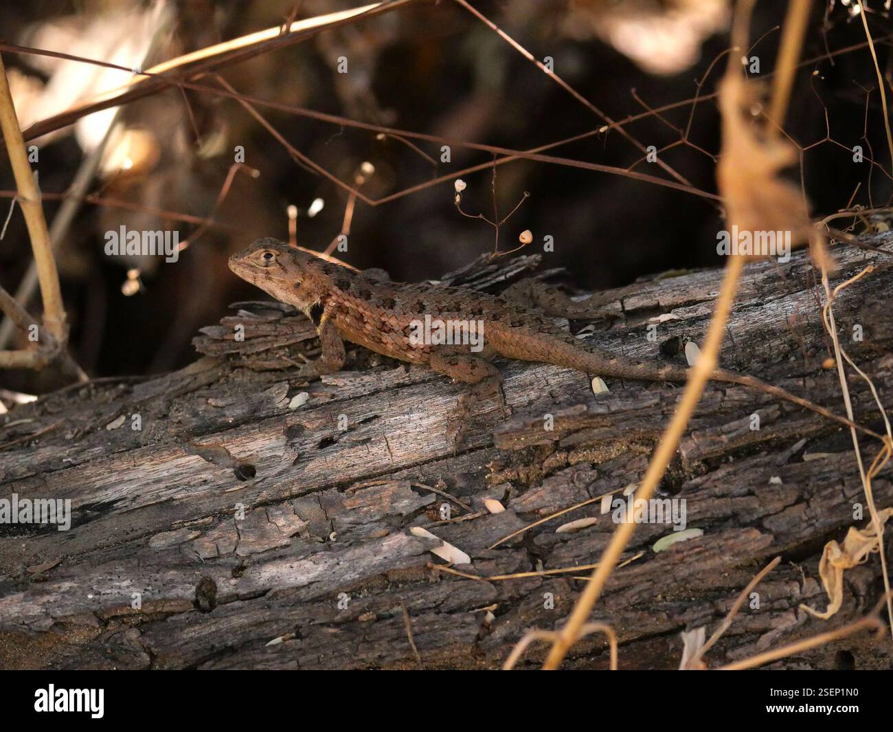 Zosteromus hi-res stock photography and images - Alamy