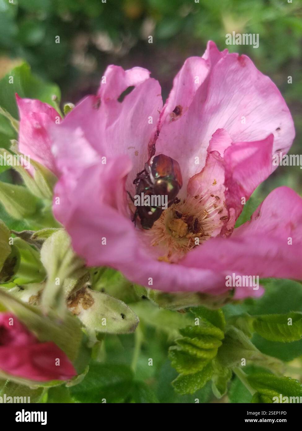 Winsome Fly (Istocheta aldrichi), Insecta, Marbletown, NY, USA Stock ...