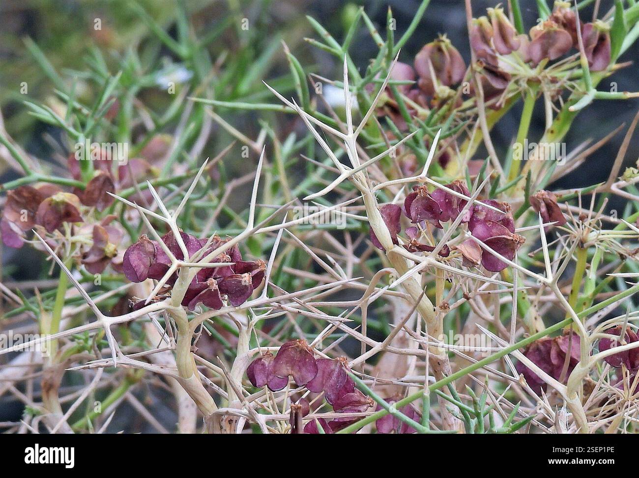Azorella prolifera hi-res stock photography and images - Alamy