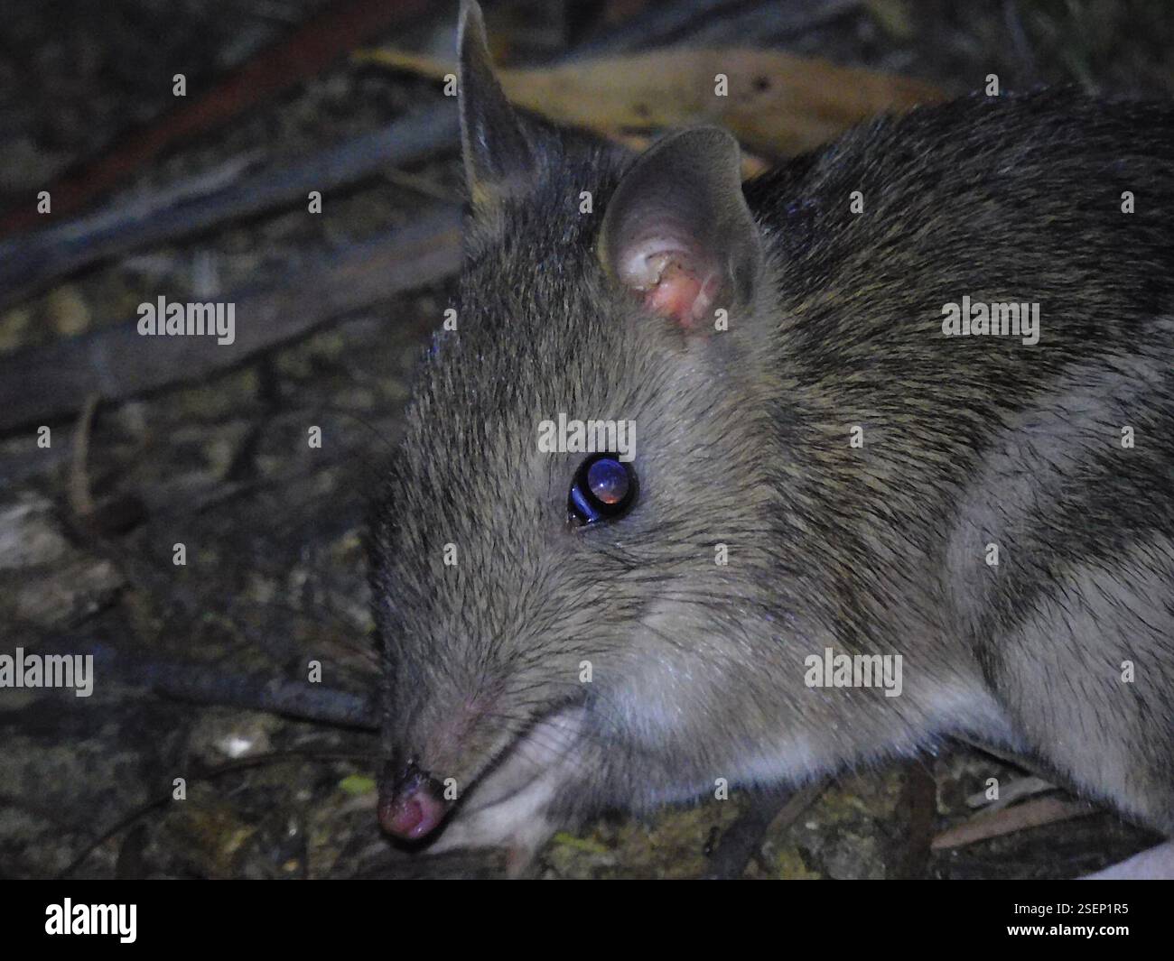 Eastern Barred Bandicoot (Perameles gunnii), Mammalia, Hobart TAS ...