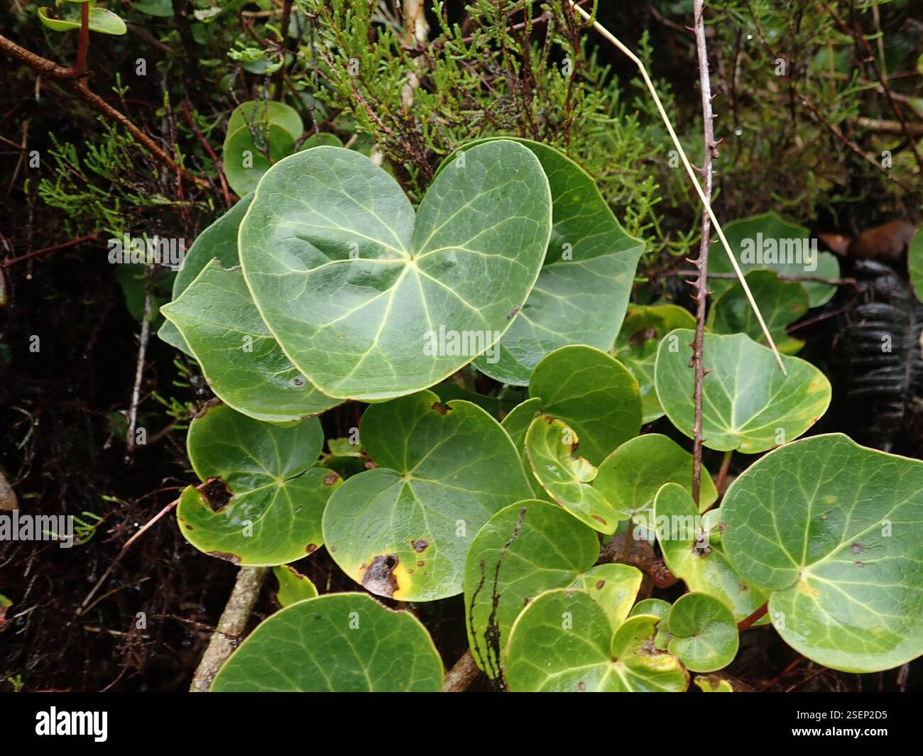 Azores Ivy (Hedera azorica), Plantae, Reserva Natural da Lagoa do Fogo ...