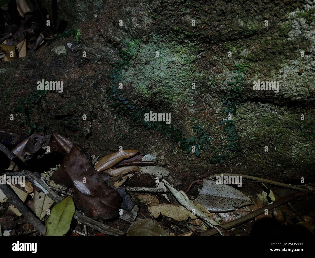candle vine (Pothos longipes), Plantae, Wongabel QLD 4883, Australia ...
