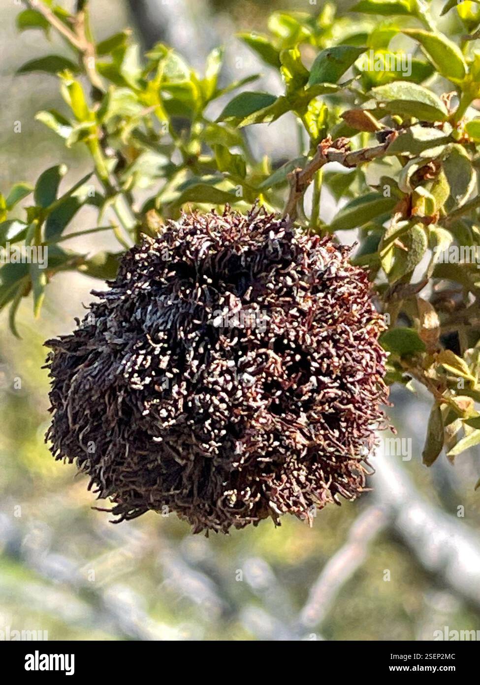 Large Creosote Gall Midge (Asphondylia auripila), Insecta, Santa Rosa ...