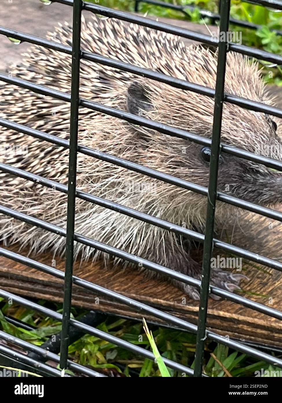 Common Hedgehog (Erinaceus europaeus), Mammalia, Auckland, NZ, Baby ...