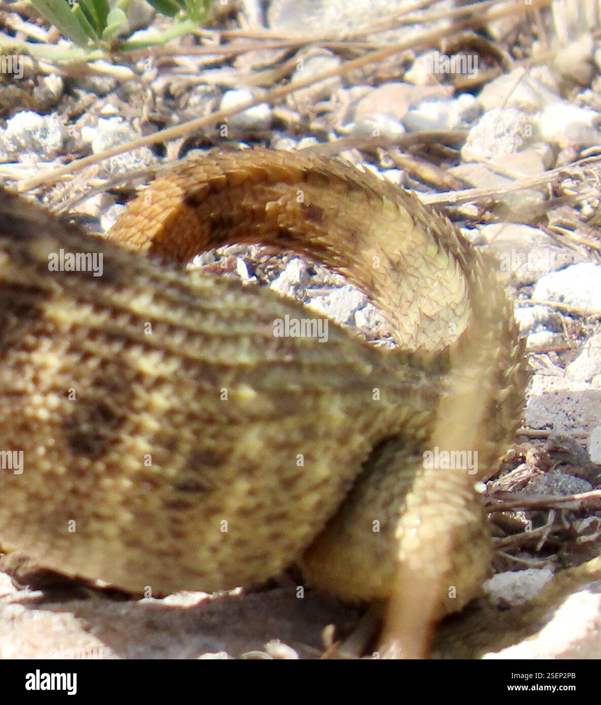 Burrow highlight hi-res stock photography and images - Alamy