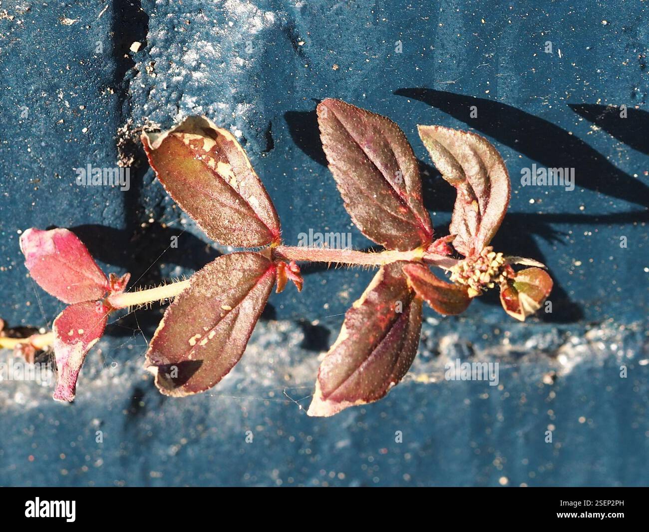 Asthma plant (Euphorbia hirta), Plantae, 台灣高雄市鼓山區高雄 Stock Photo - Alamy