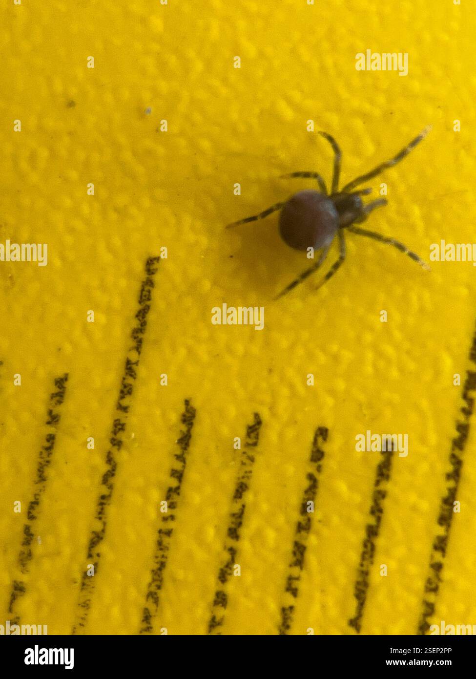 Comb-footed Spiders (Theridiidae), Arachnida, First St, New Westminster ...