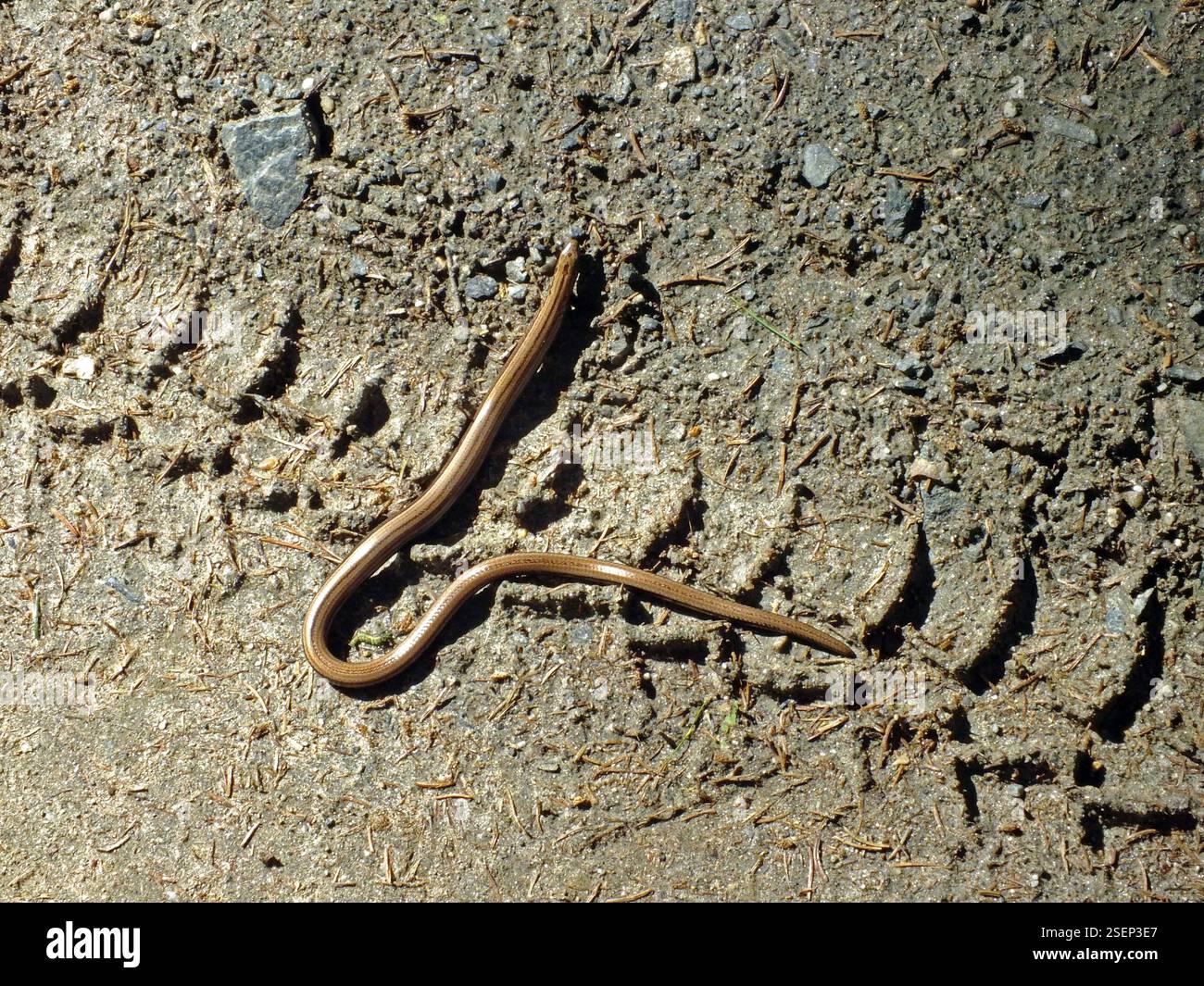Slow worms hi-res stock photography and images - Alamy