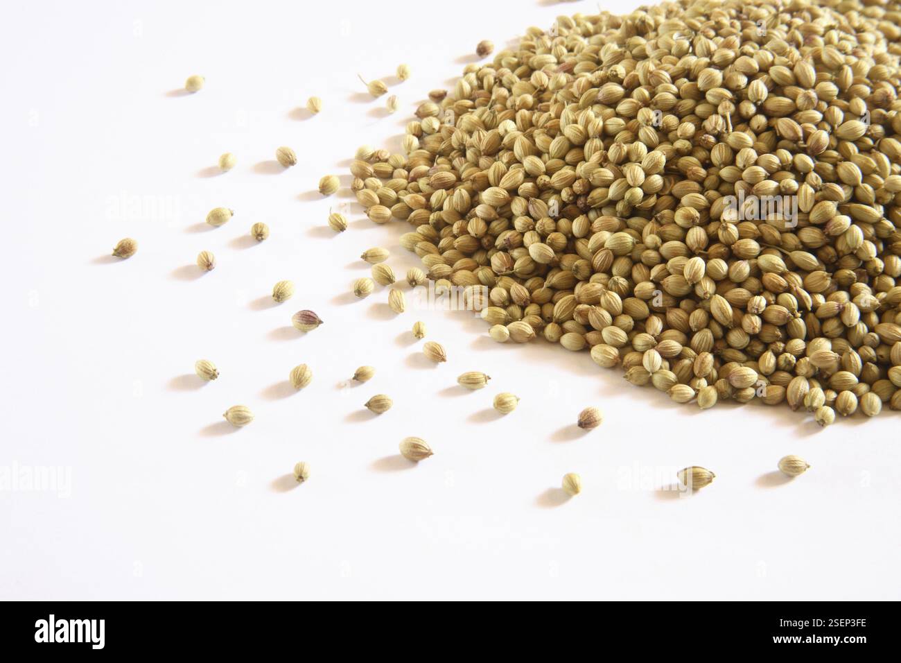 Indian spice, Coriander seeds Dhania Coriandum sativum on white background Stock Photo - Alamy