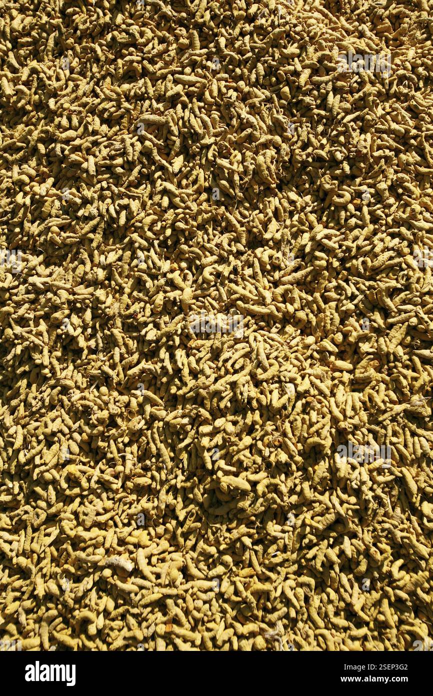Turmeric Haldi drying Stock Photo - Alamy