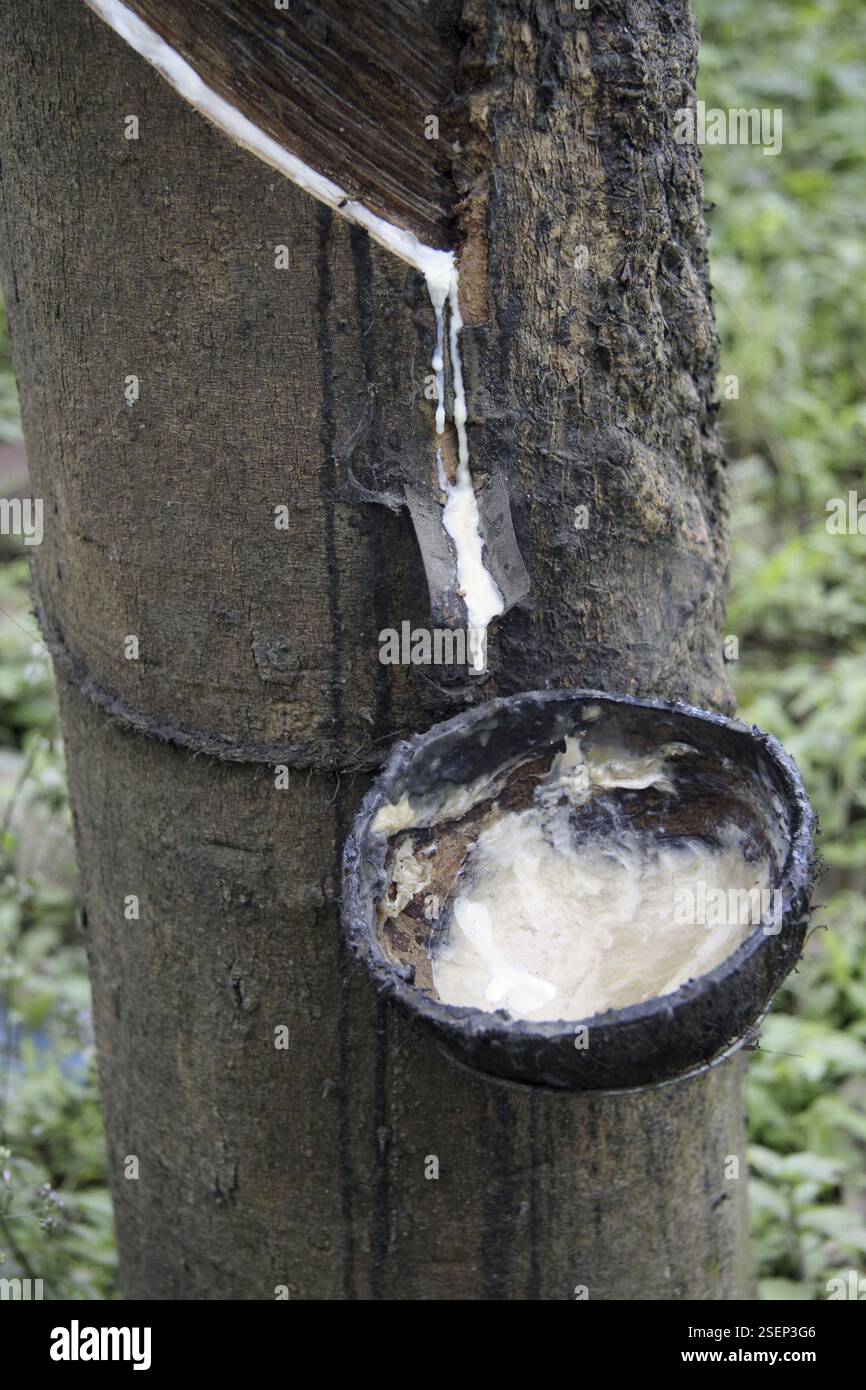 Tapping of natural rubber from rubber tree, Kottayam, Kerala, India ...