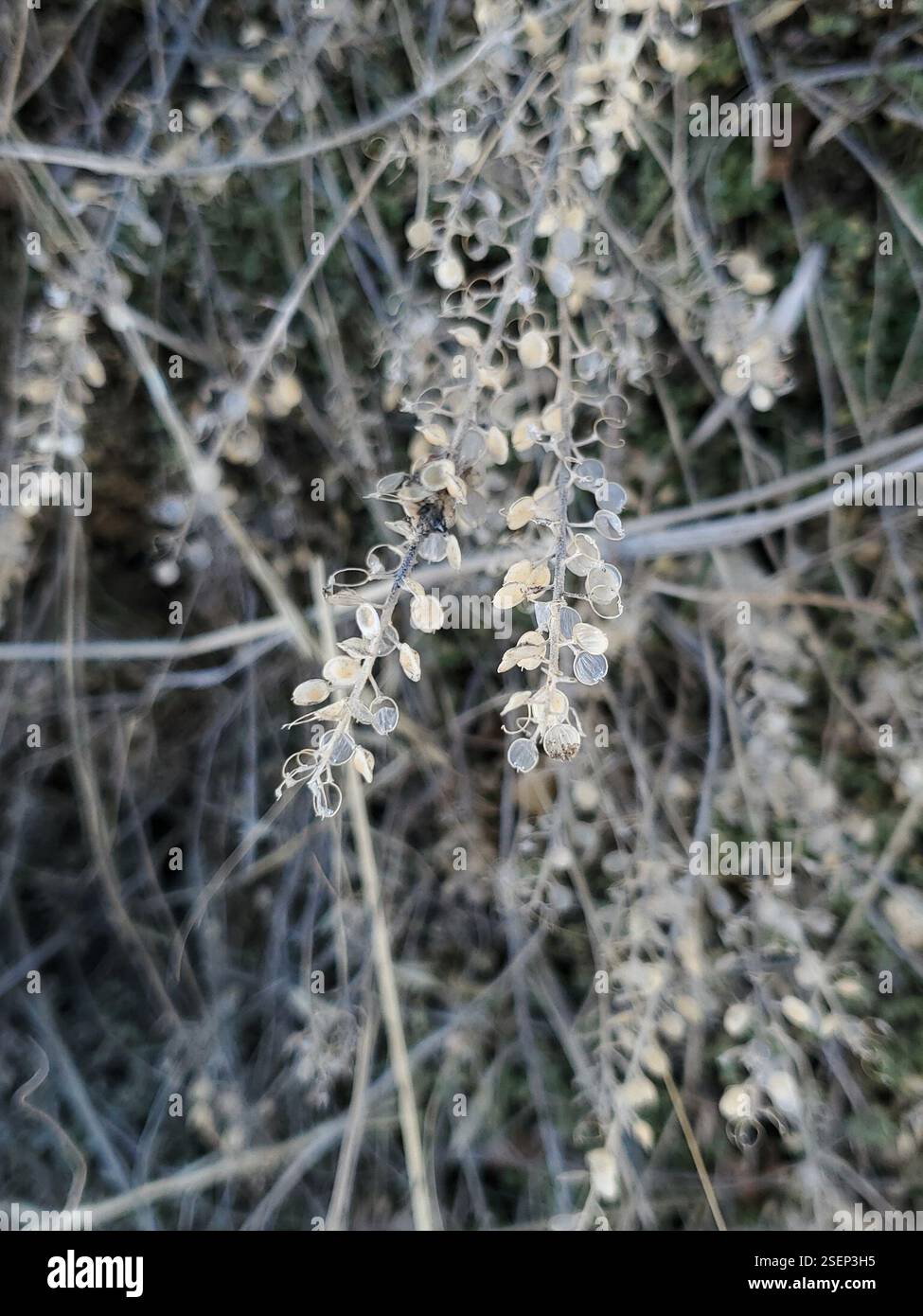 desert madwort (Alyssum desertorum), Plantae, Fergus, Montana, United ...