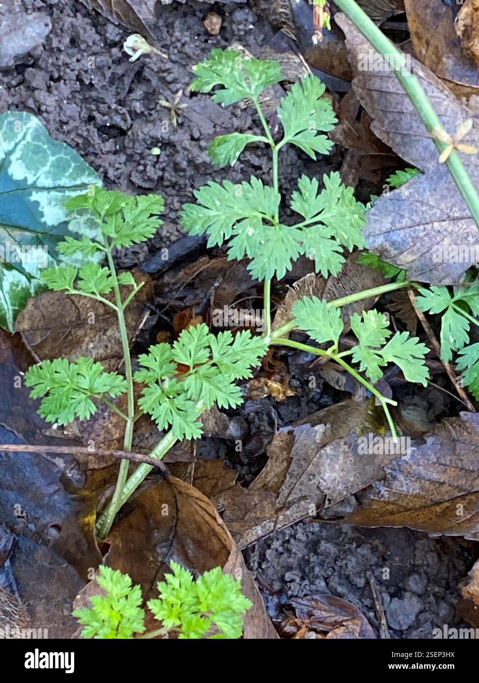 carrot family (Apiaceae), Plantae, Square Jehan Rictus, Paris, Île-de ...