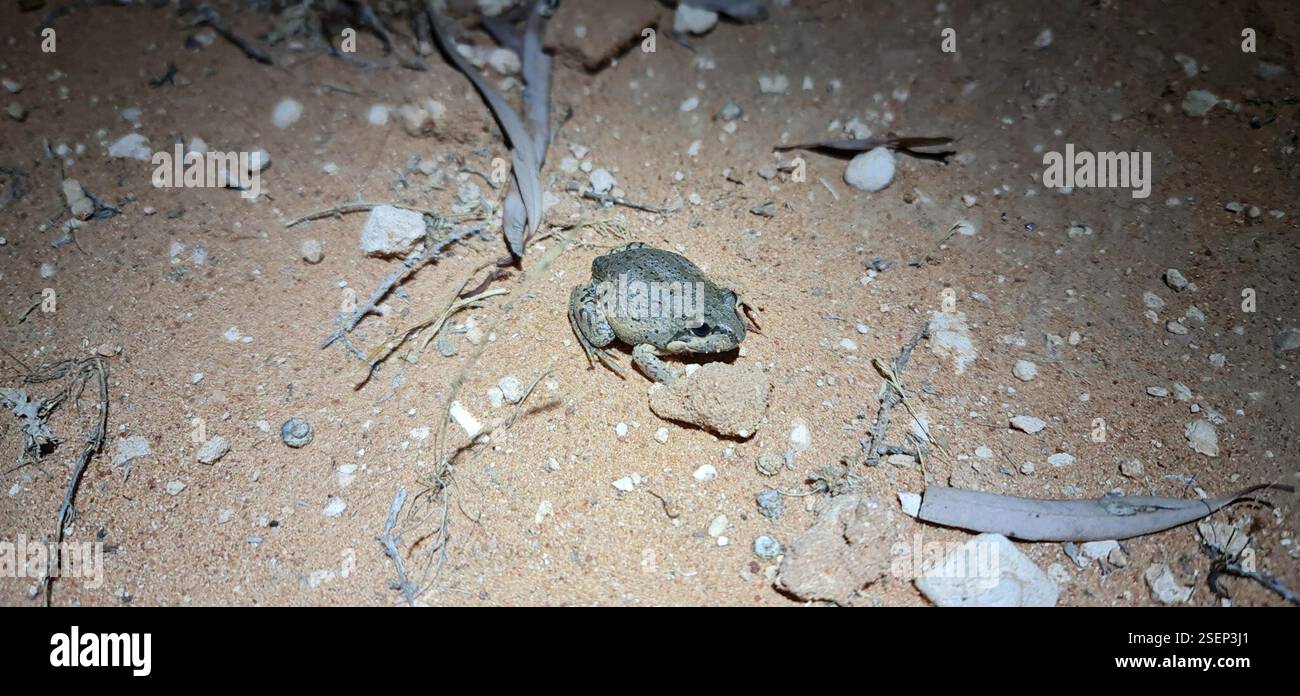 Eastern Banjo Frog (Limnodynastes dumerilii), Amphibia, Neds Corner VIC ...