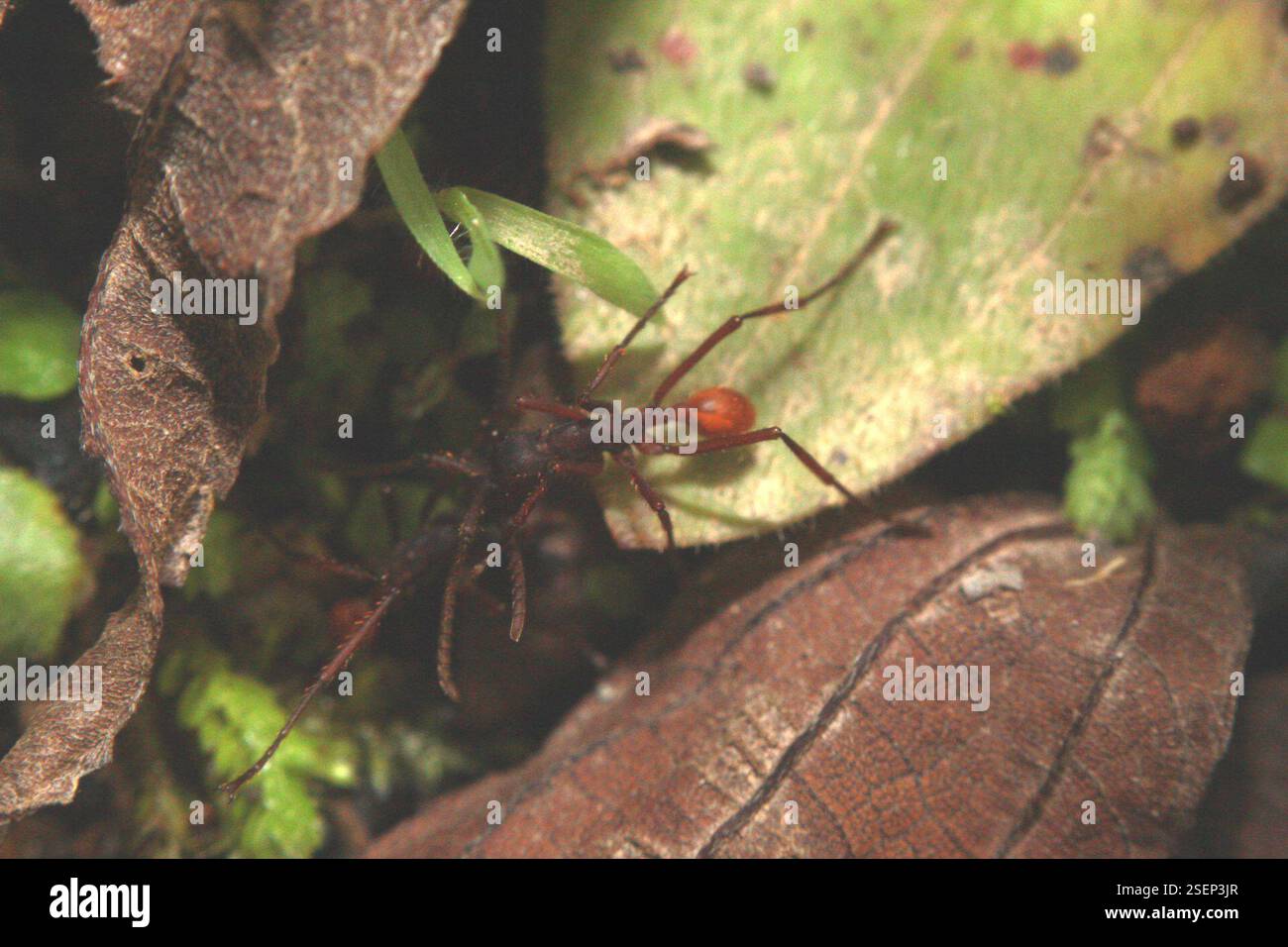 Eciton Army Ants (Eciton), Insecta, Oxapampa, Peru Stock Photo - Alamy
