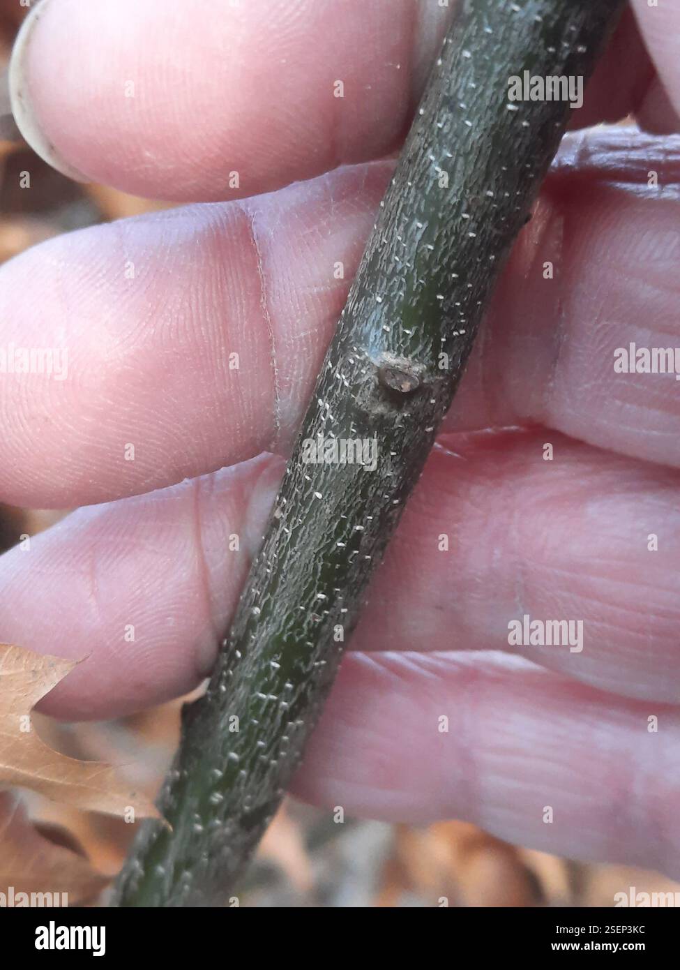 red oaks (Lobatae), Plantae, Red Oaks Mill, NY 12603, USA Stock Photo ...