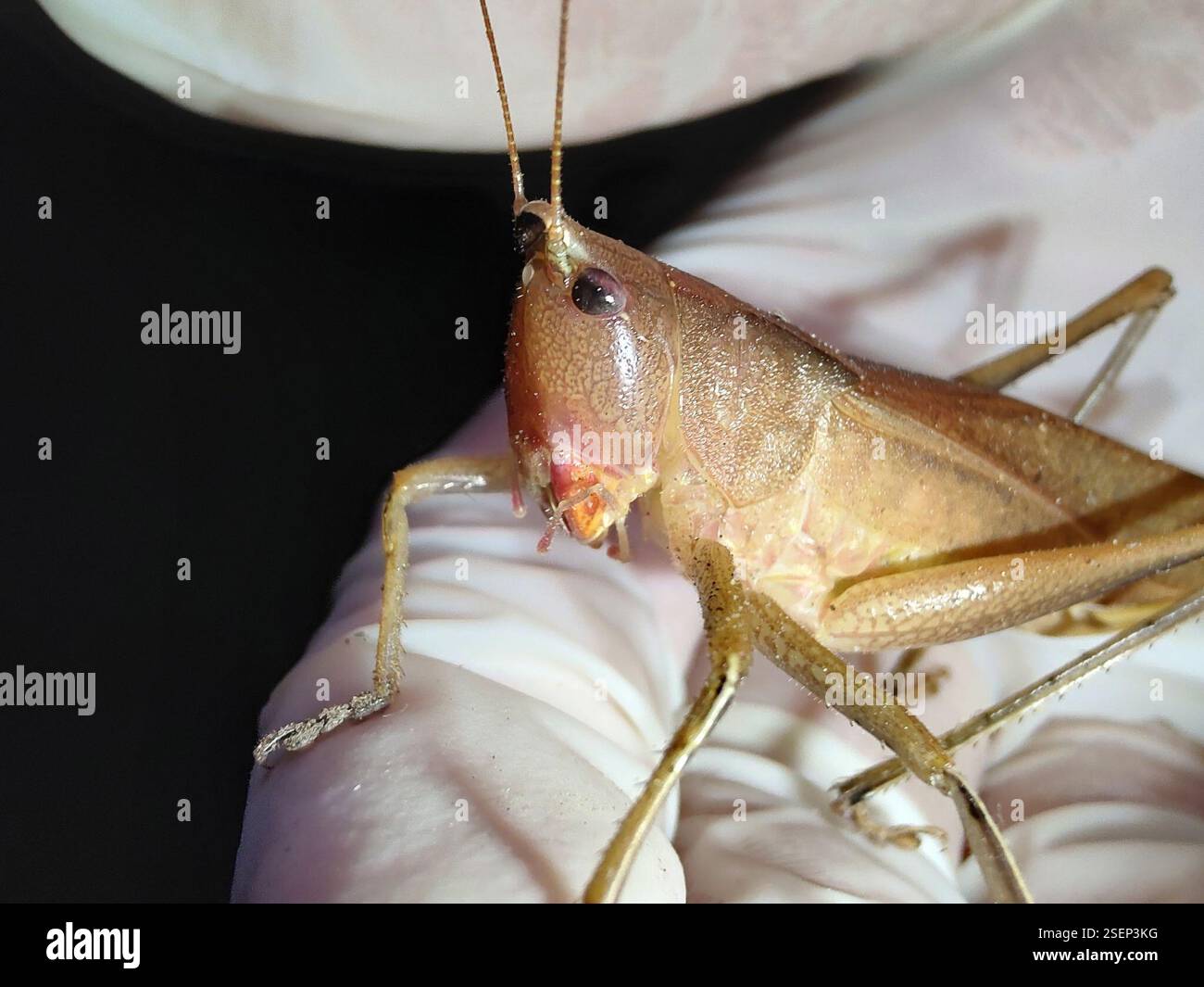 Common Coneheads (Neoconocephalus), Insecta, Arroio dos Ratos - RS ...