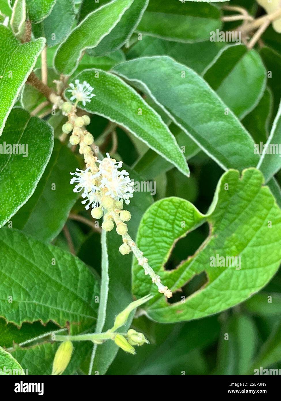 Croton flavens hi-res stock photography and images - Alamy