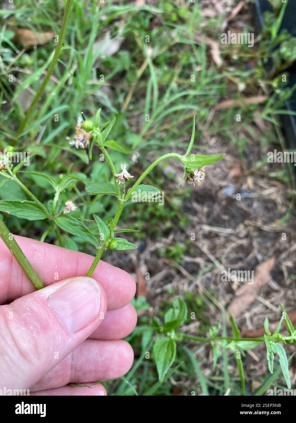 Gallant Soldier (Galinsoga parviflora), Plantae, Peppertree Dr ...