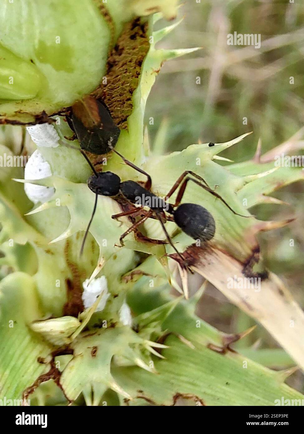(Camponotus rufipes), Insecta, Parque Eldorado, Eldorado do Sul - RS ...