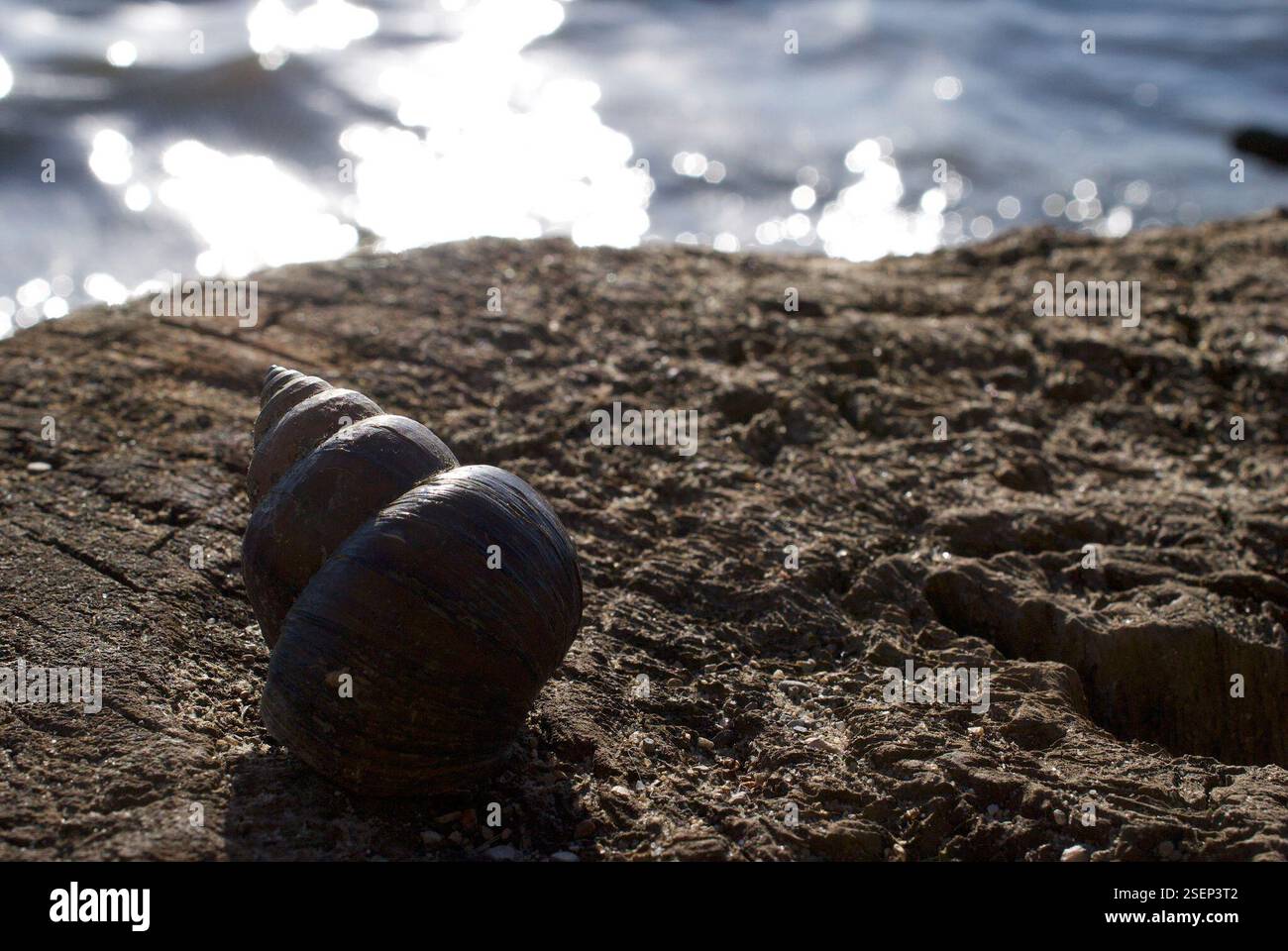 Chinese Mystery Snail (Cipangopaludina chinensis), Mollusca, Eagle ...