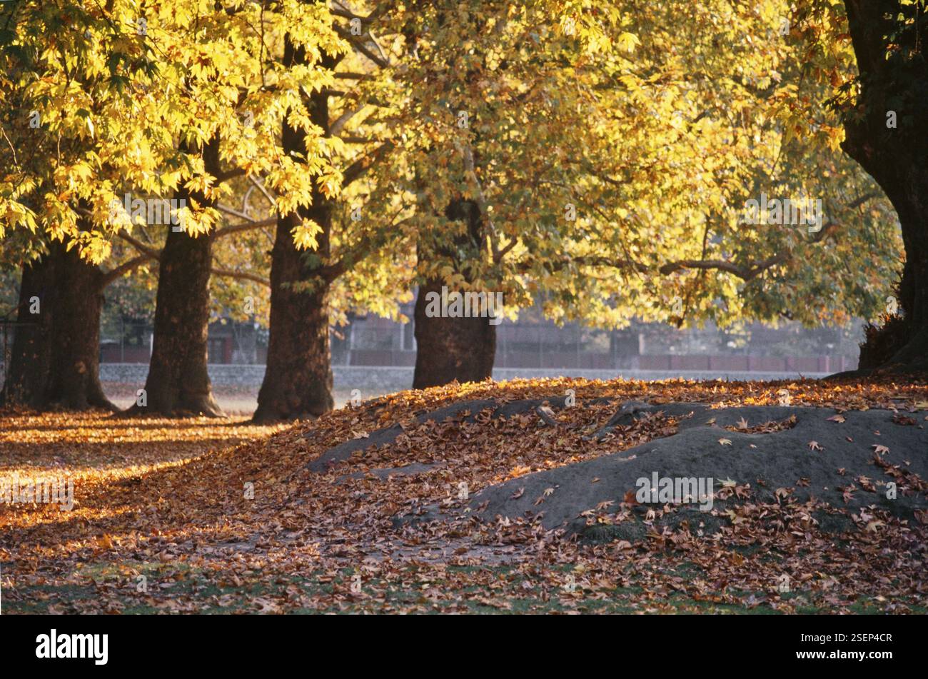 Golden yellow foliage of Chinar tree with carpet of dried leaves during ...