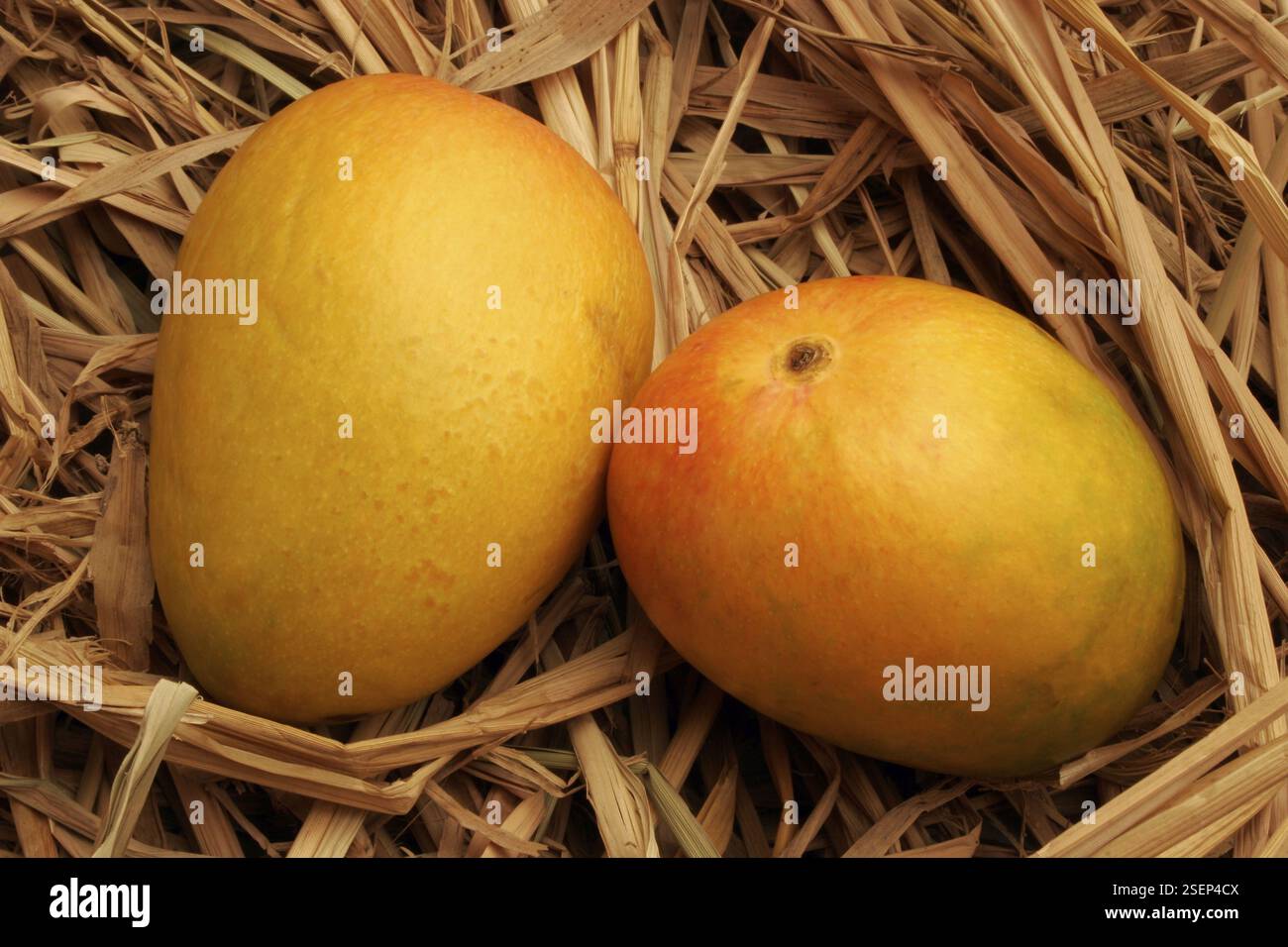 Mango king of fruits hi-res stock photography and images - Alamy