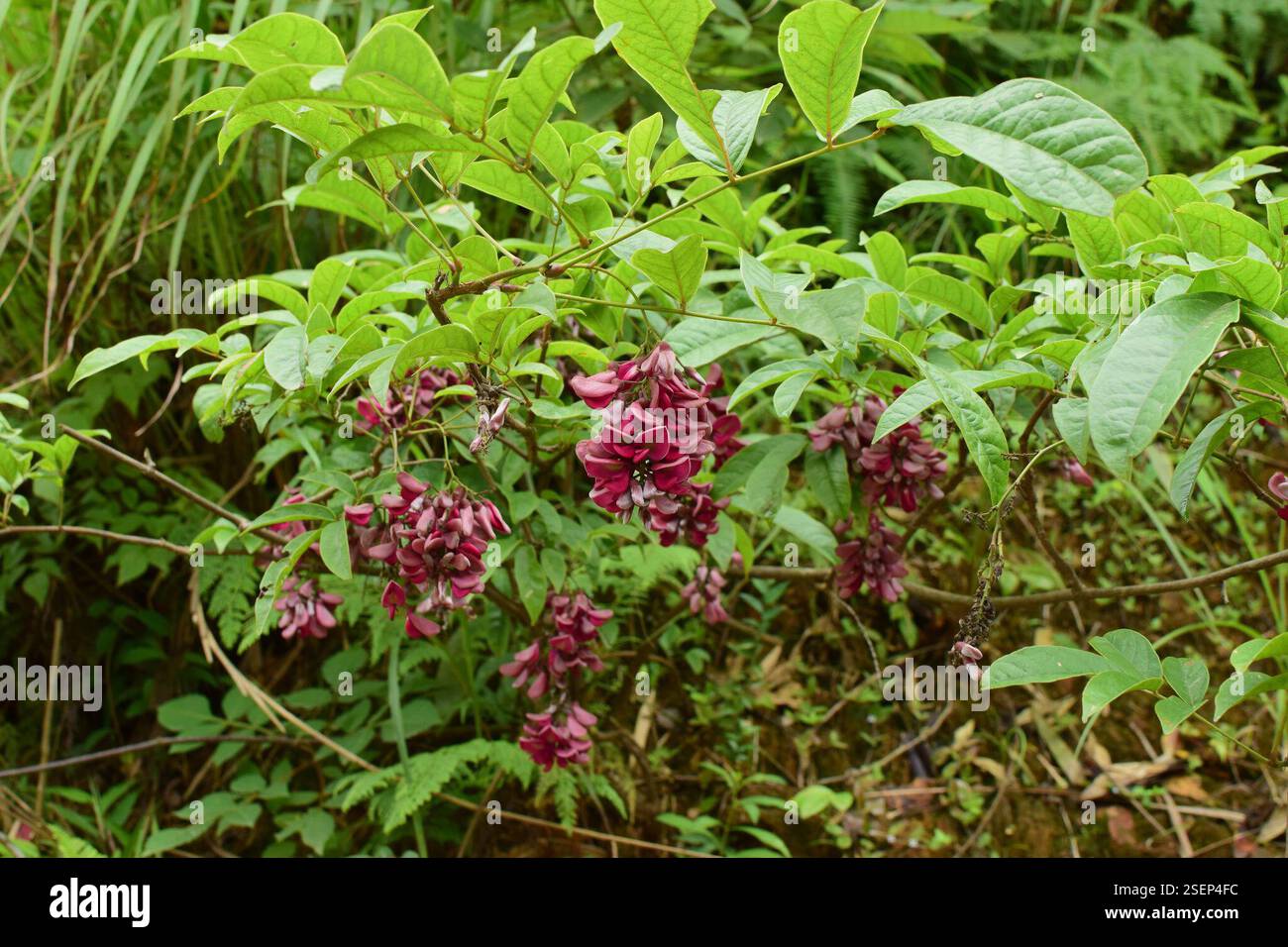 Evergreen Wisteria (Wisteriopsis reticulata), Plantae, 中国江西省上饶市婺源县 ...