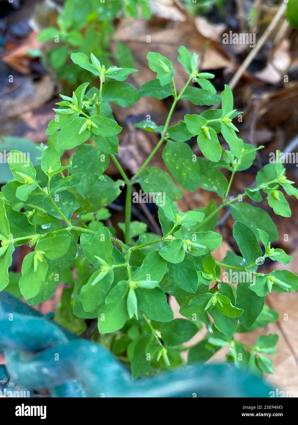 Petty Spurge (Euphorbia peplus), Plantae, Square Jehan Rictus, Paris ...