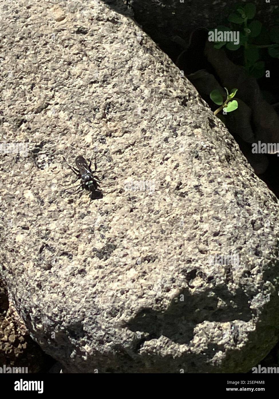 Spider Wasps, Velvet Ants, and Allies (Pompiloidea), Insecta, Saint ...