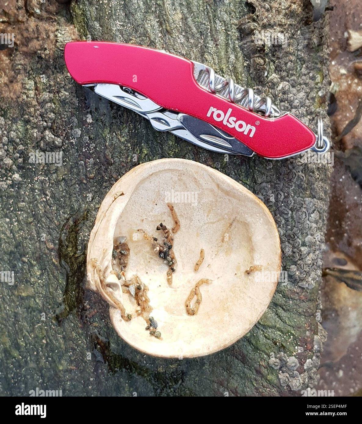 Rayed Artemis (Dosinia exoleta), Mollusca, Ardgowan, UK Stock Photo - Alamy