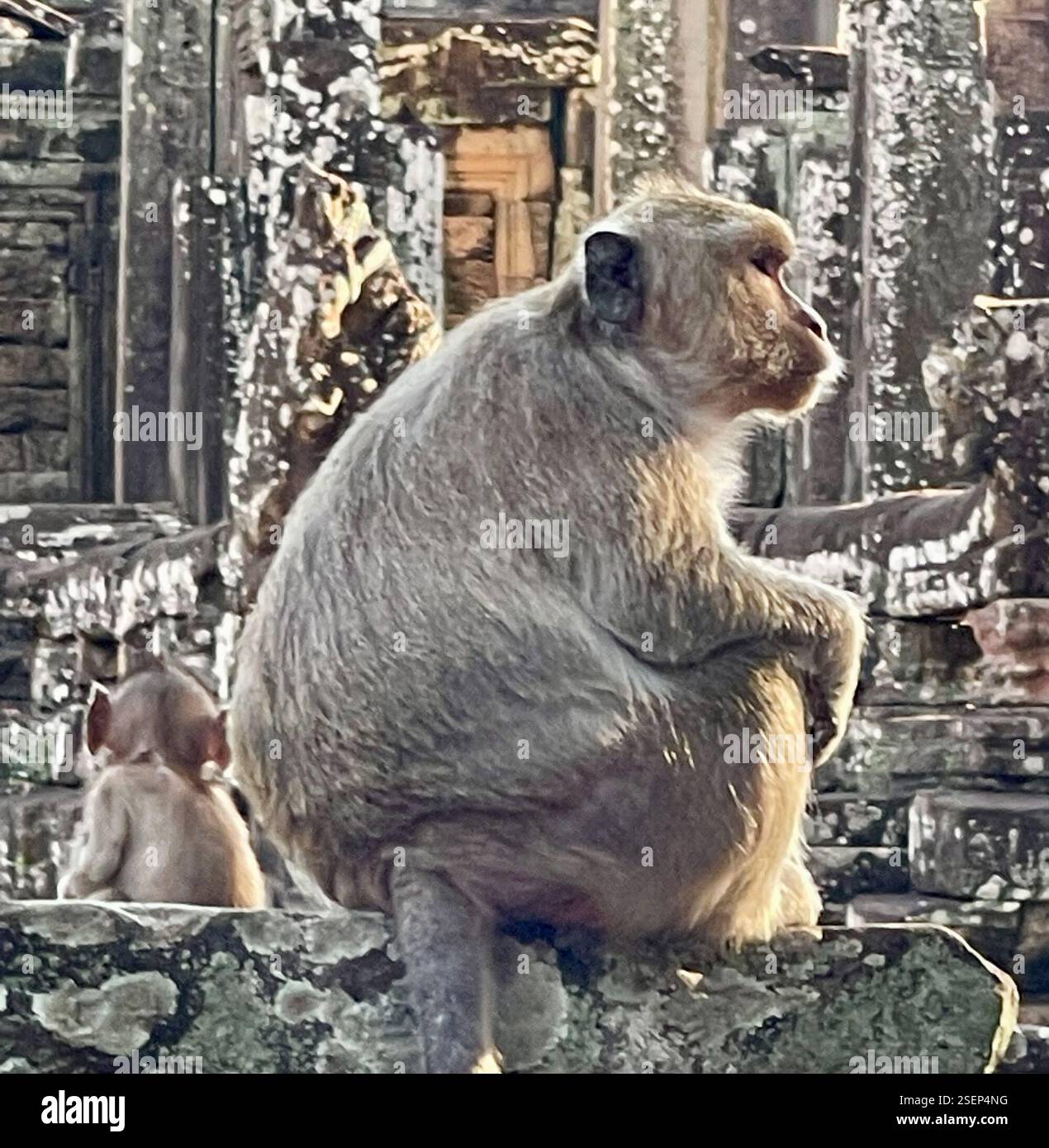 Long-tailed Macaque (Macaca fascicularis), Mammalia, Siemréab, KH, A ...