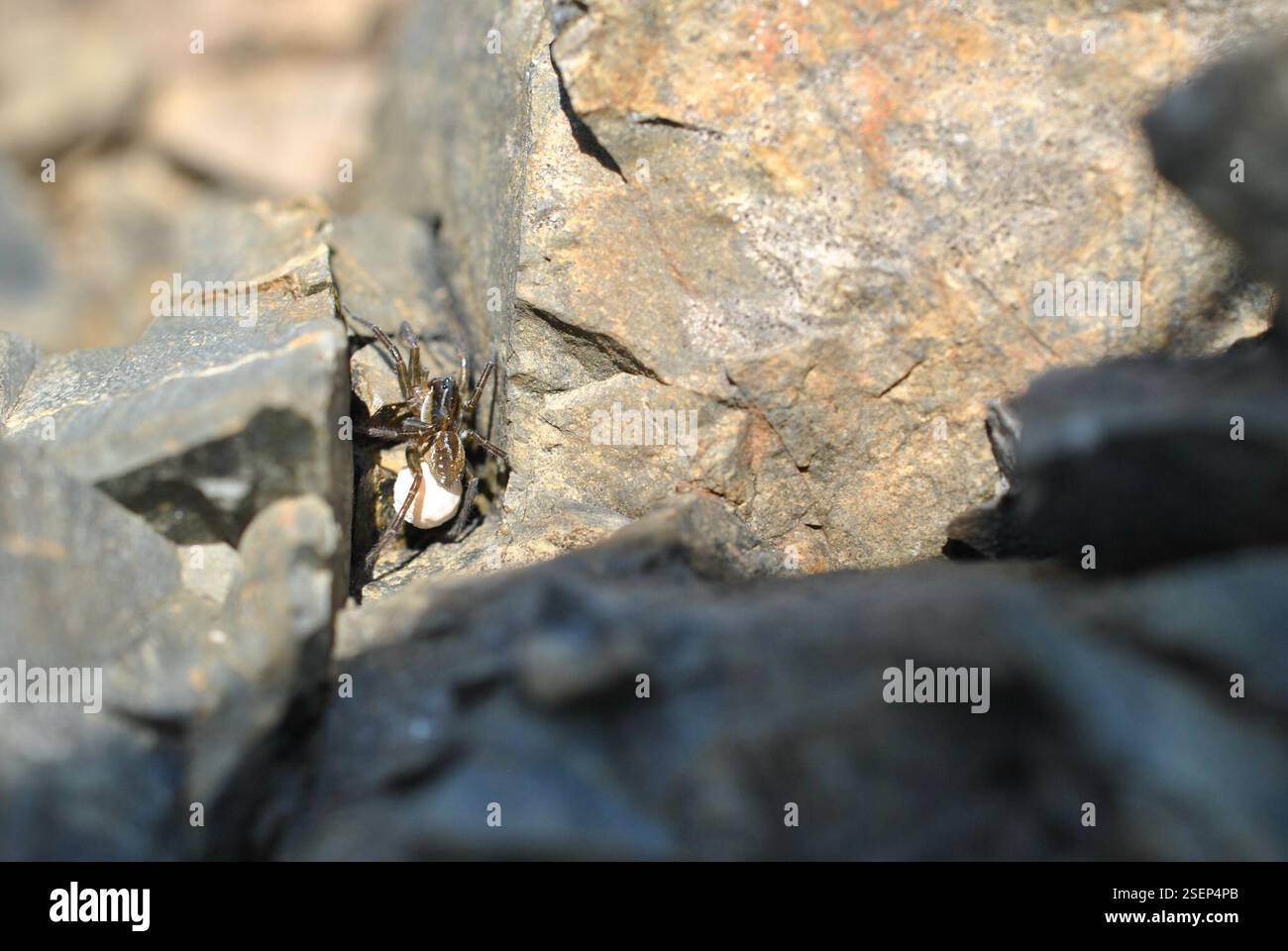 Pirate Otter Spider (Pirata piraticus), Arachnida, Deadmans Harbour ...
