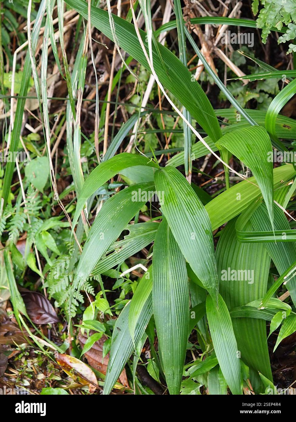 Palmgrass setaria palmifolia hi-res stock photography and images - Alamy
