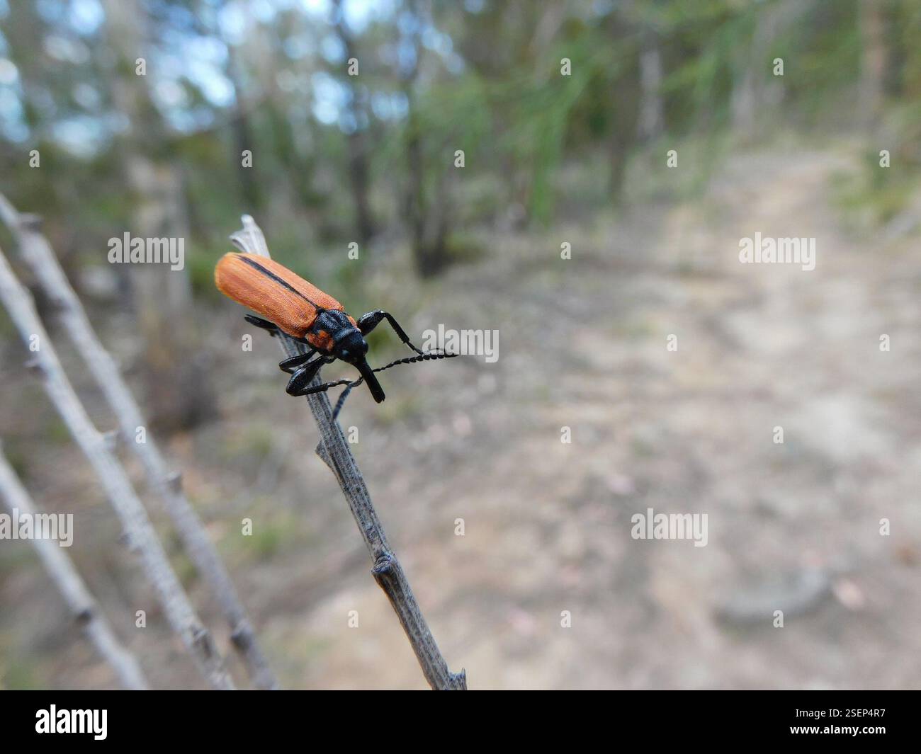 red weevil (Rhinotia haemoptera), Insecta, Hobart TAS, Australia Stock ...