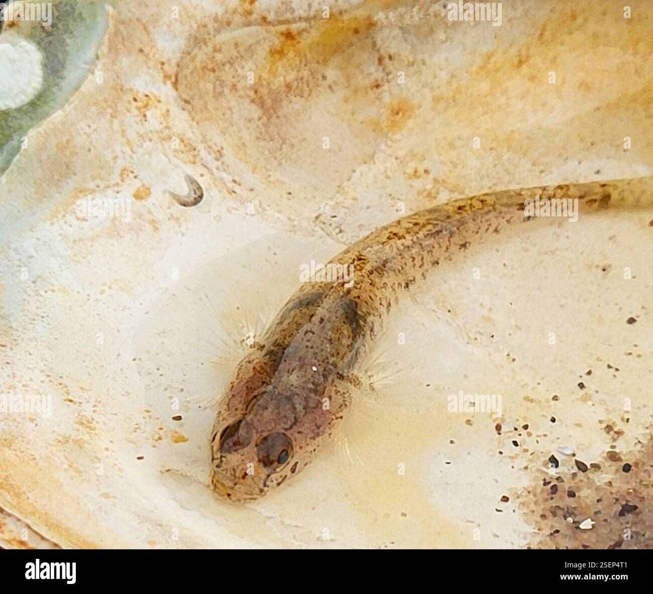 Common Goby (Pomatoschistus microps), Actinopterygii, North Ayrshire ...