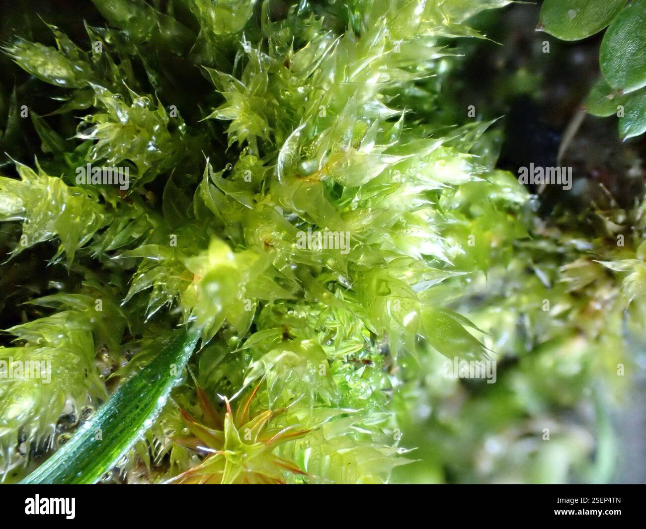 Rough-stalked Feather-moss (Brachythecium rutabulum), Plantae ...