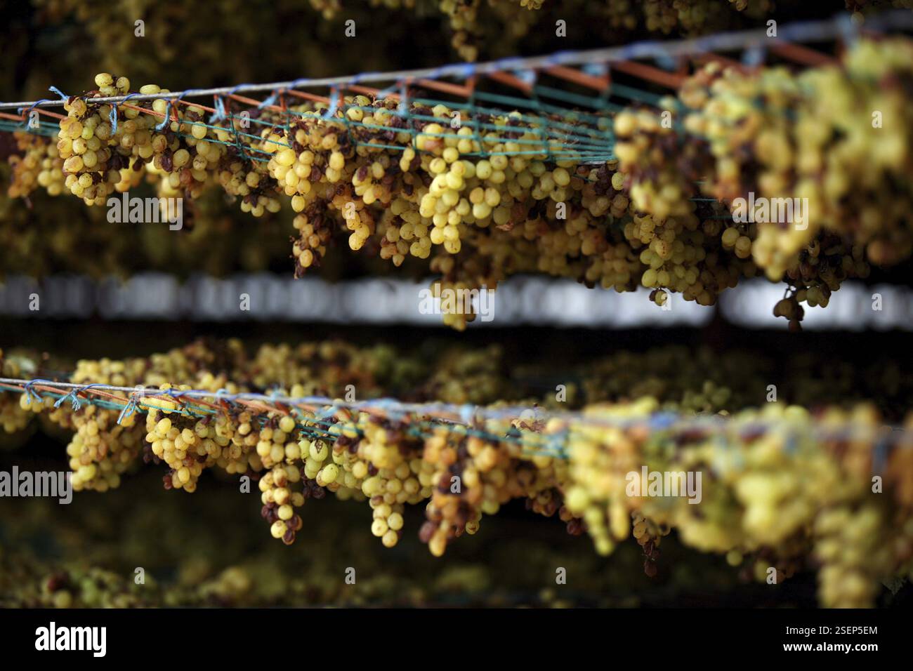 Grapes kept for drying on racks in dry grapes factory at Sangli ...
